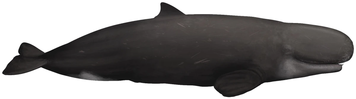 Leviathan (Liera) | Speculative Evolution Wiki | Fandom