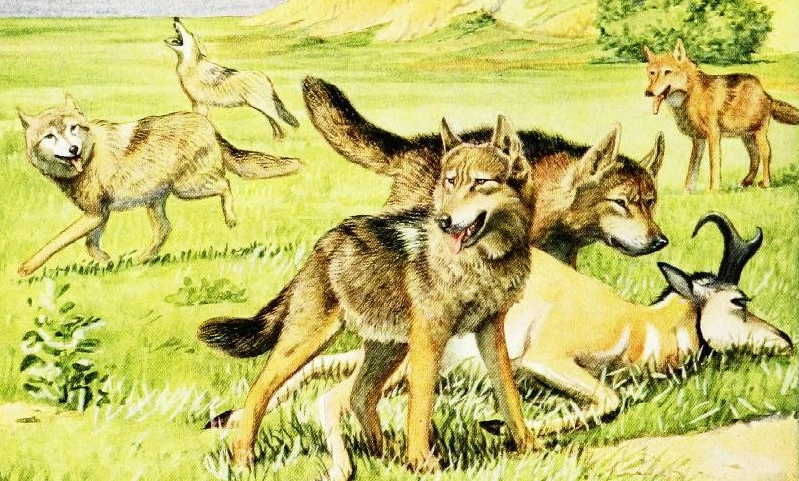 Toarcian wolf (Aether) | Speculative Evolution Wiki | Fandom