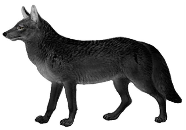 African black wolf (Ultra-Pleistocene) | Speculative Evolution Wiki ...