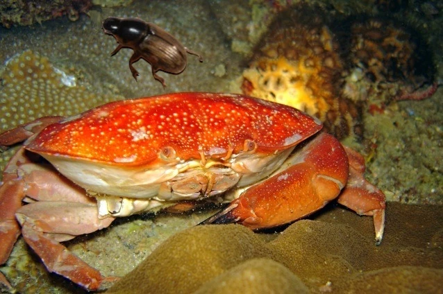 Category:Insects | Speculative Evolution Wiki | Fandom