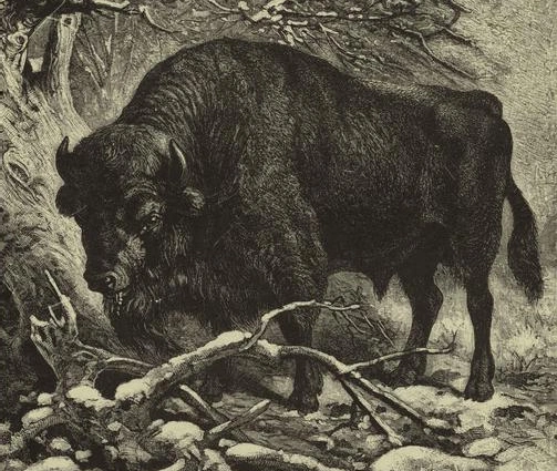 Garheim bison (Terra) | Speculative Evolution Wiki | Fandom