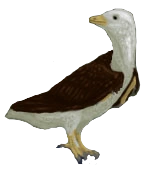 Eastern hawk toothbird (SciiFii World) | Speculative Evolution Wiki ...