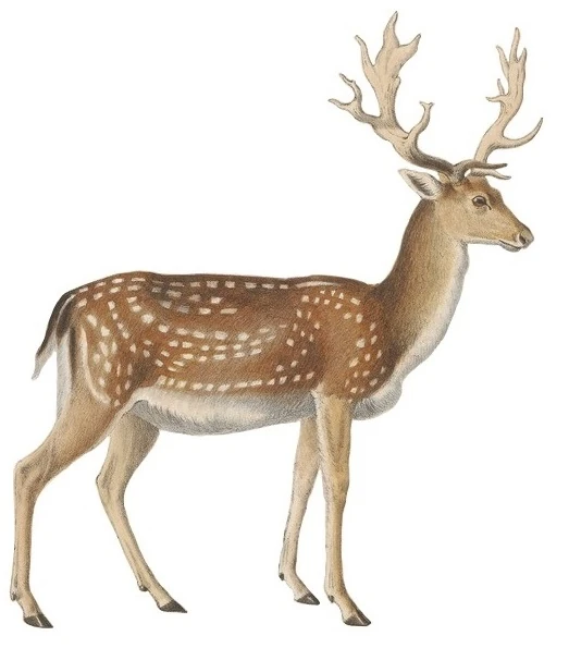 Lieran fallow deer (Liera) | Speculative Evolution Wiki | Fandom