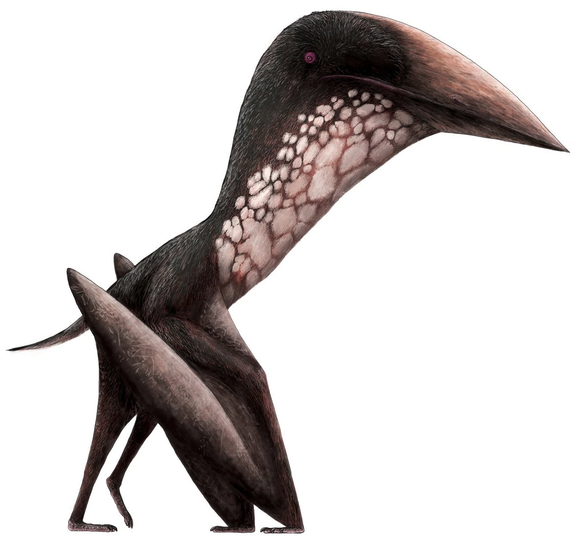 Giant griffin (Liera) | Speculative Evolution Wiki | Fandom