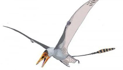 Hawk lizard | Speculative Evolution Wiki | Fandom