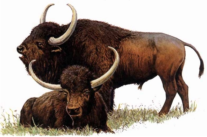 Eregola bison (Liera) | Speculative Evolution Wiki | Fandom