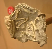 Leptictida (Eocene Split) | Speculative Evolution Wiki | Fandom