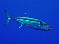 Mustelid Planet | Speculative Evolution Wiki | Fandom