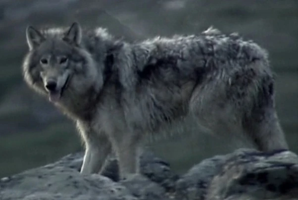 Basin Archipelago wolf (Planet XD54) | Speculative Evolution Wiki | Fandom