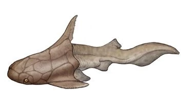 Brown scrapper shark | Speculative Evolution Wiki | Fandom