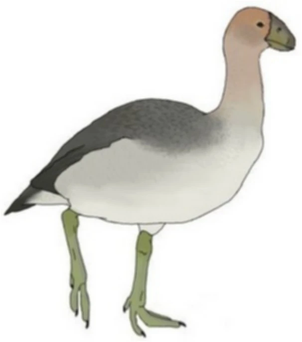 Little ground duck (Liera) | Speculative Evolution Wiki | Fandom