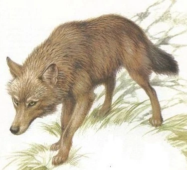 Pygmy wolves | Speculative Evolution Wiki | Fandom