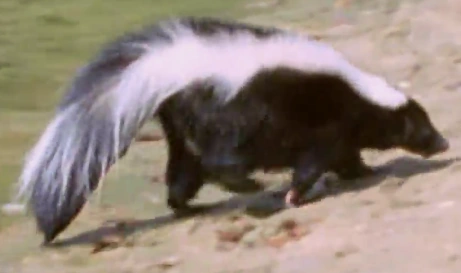 Zebra skunk (Liera) | Speculative Evolution Wiki | Fandom