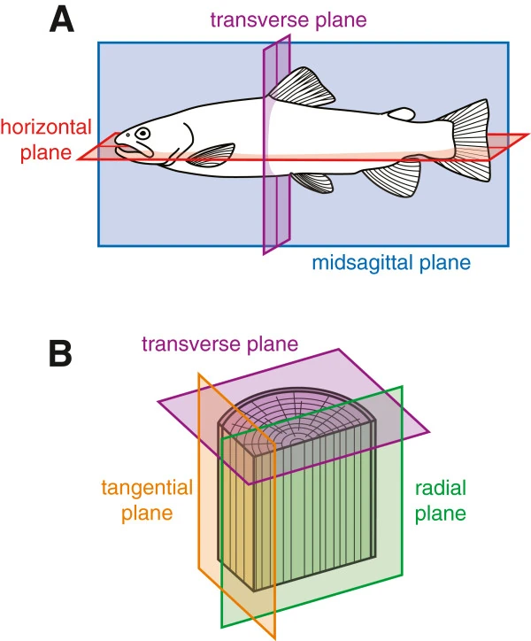 Category:Exobiology | Speculative Evolution Wiki | Fandom