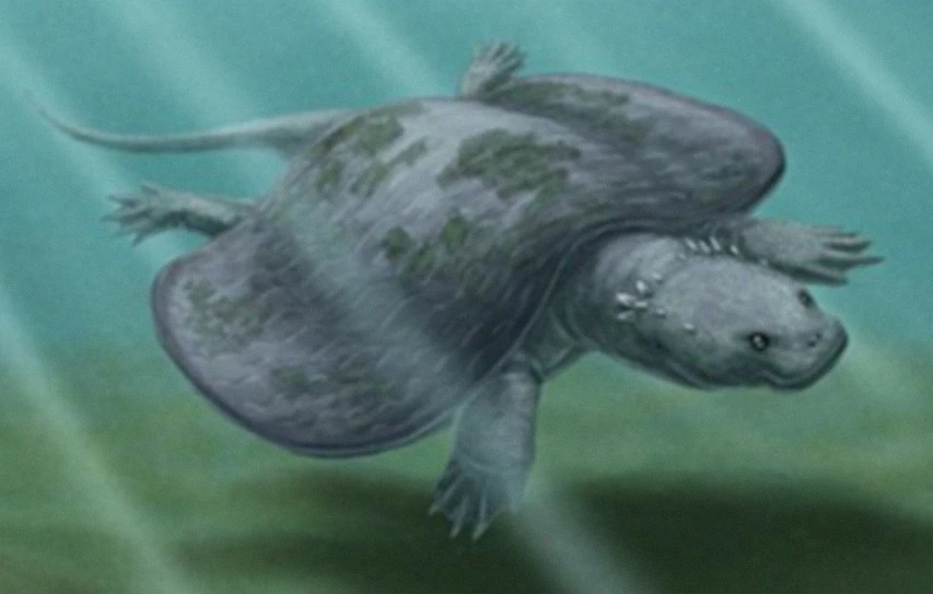 Wide-shelled turtle (Liera) | Speculative Evolution Wiki | Fandom