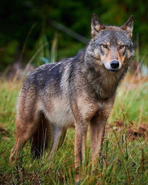 Stone Island wolf (Eldoria) | Speculative Evolution Wiki | Fandom