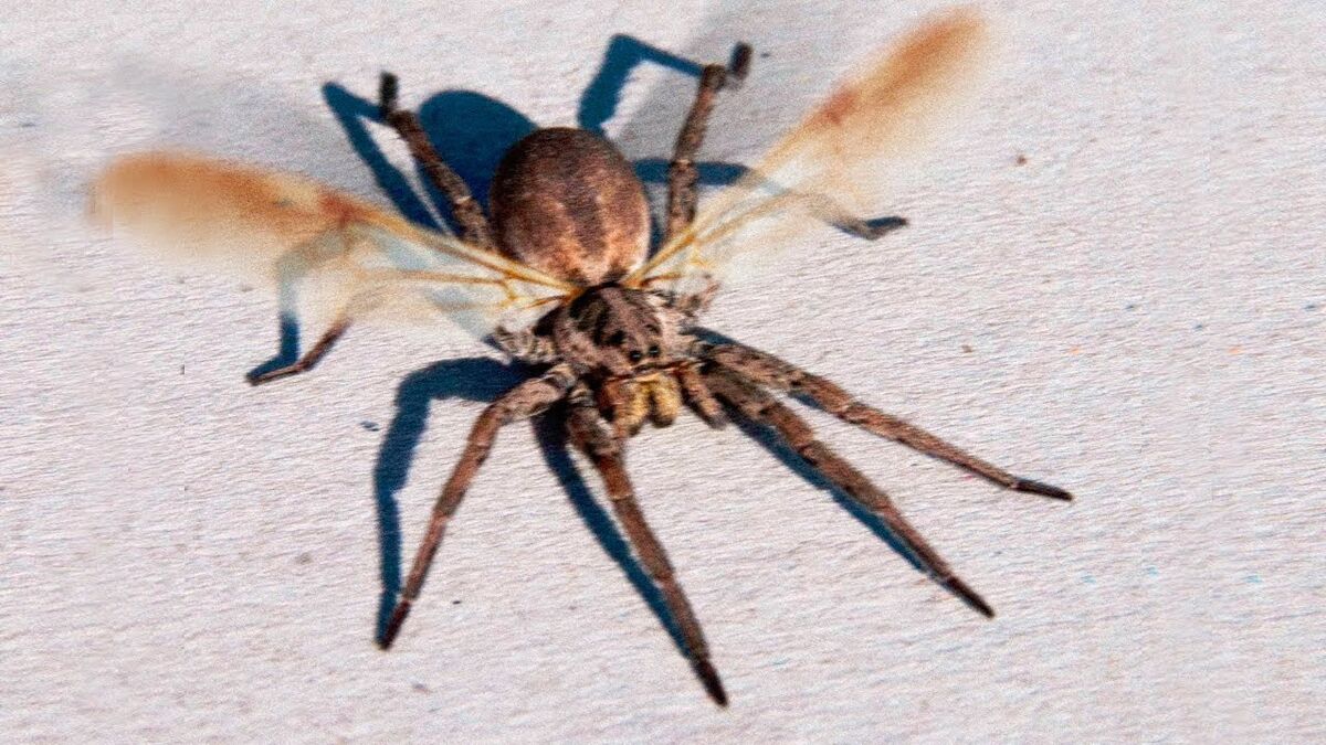 Winged Spider Speculative Evolution Wiki Fandom