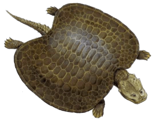 Greater false-turtle (SciiFii World) | Speculative Evolution Wiki | Fandom