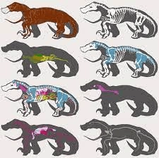Snaiad vertebrates anatomy | Speculative Evolution Wiki | Fandom