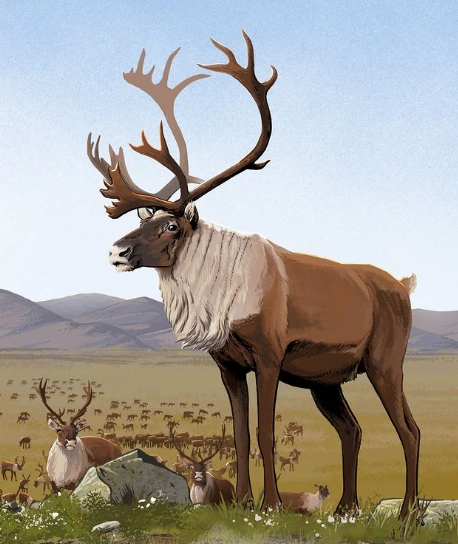 Endoran reindeer (Endora) | Speculative Evolution Wiki | Fandom