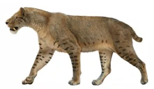 La Brea Island scimitar-toothed cats | Speculative Evolution Wiki | Fandom