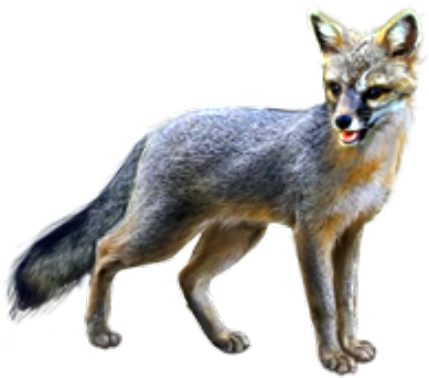 Lieran fox (Liera) | Speculative Evolution Wiki | Fandom