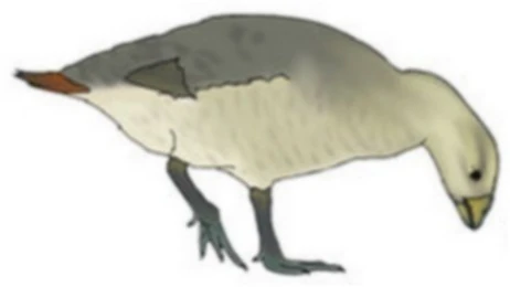 Red-tailed ground duck (Liera) | Speculative Evolution Wiki | Fandom