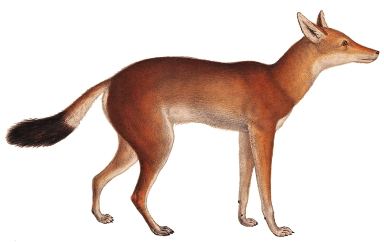 Kebero (Terra) | Speculative Evolution Wiki | Fandom