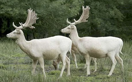 New Zealand White Deer (New Pleistocene) | Speculative Evolution Wiki ...