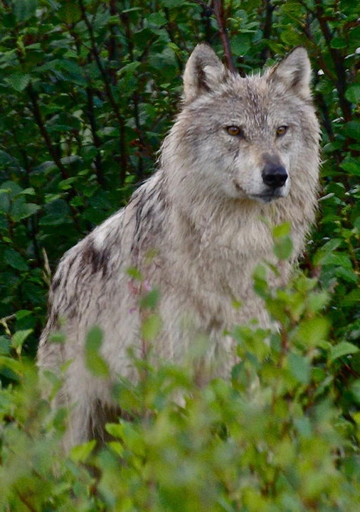 Cenotethys wolf (Aglaia) | Speculative Evolution Wiki | Fandom