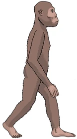 Australopithecina (Liera) | Speculative Evolution Wiki | Fandom