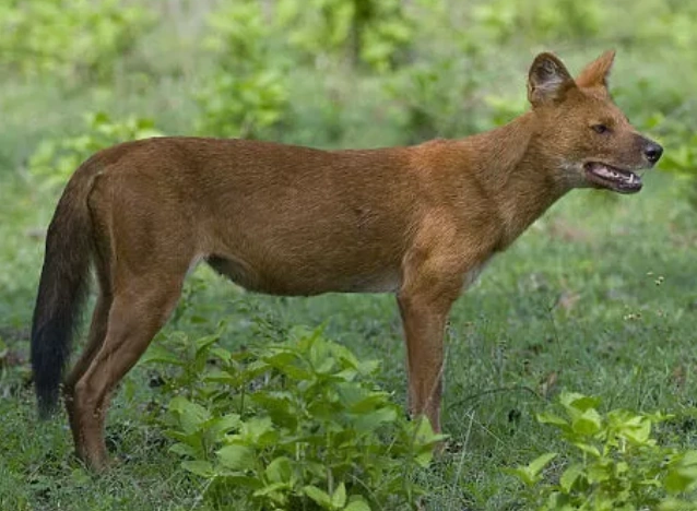Hyugan dholes | Speculative Evolution Wiki | Fandom