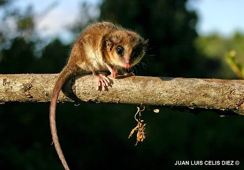 North American Monito del monte | Speculative Evolution Wiki | Fandom