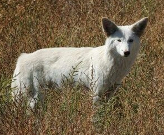 Namodian white jackal (Namodius) | Speculative Evolution Wiki | Fandom