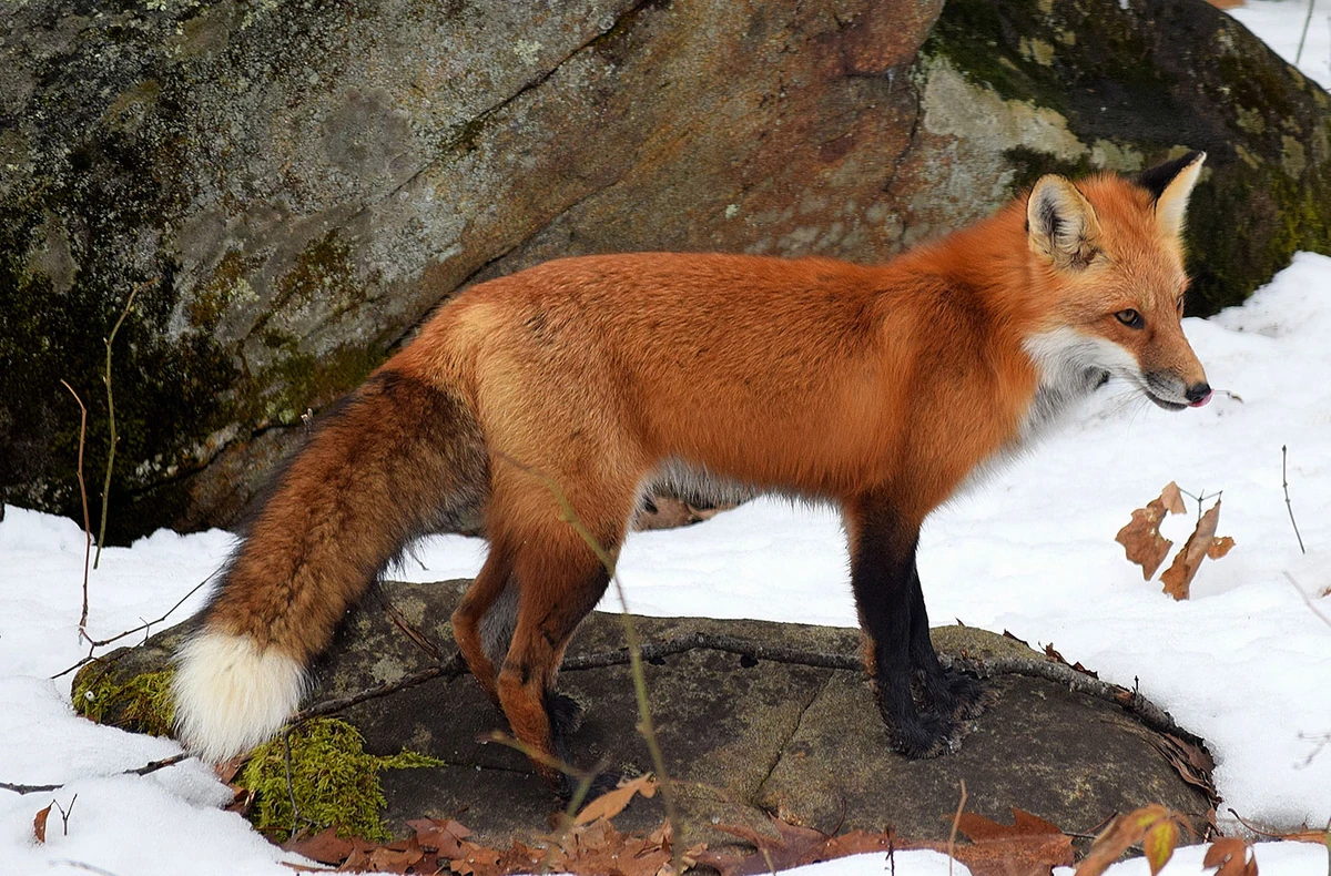 Eurasian Red Fox | Speculative Evolution Wiki | Fandom