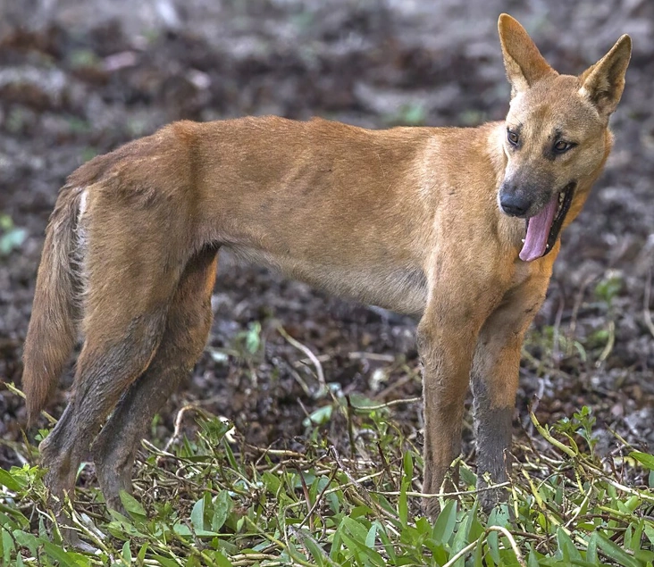 Halaku (Liera) | Speculative Evolution Wiki | Fandom