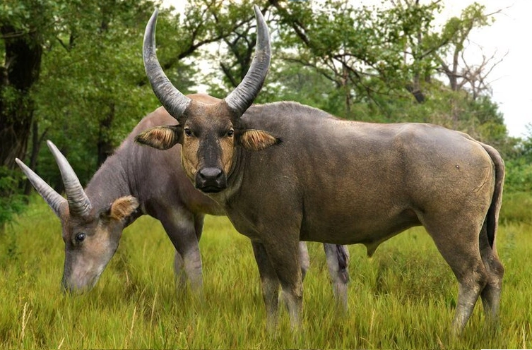 Sker cattle (Planet X933) | Speculative Evolution Wiki | Fandom