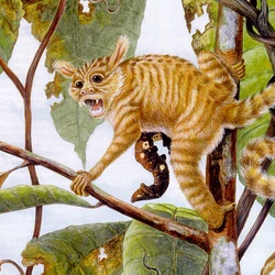 Future Evolution Of Cats