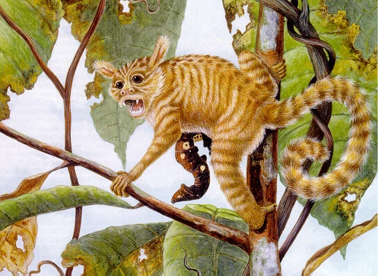 Spitfire Monkey | Speculative Evolution Wiki | Fandom