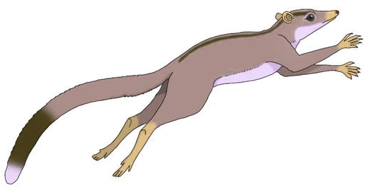 Scandentia (Liera) | Speculative Evolution Wiki | Fandom