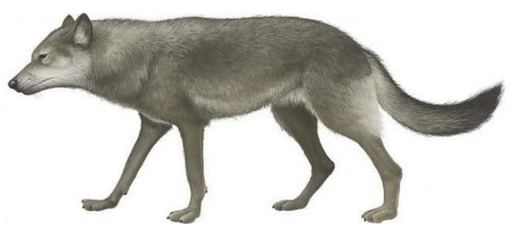Andean wolf (Ultra-Pleistocene) | Speculative Evolution Wiki | Fandom