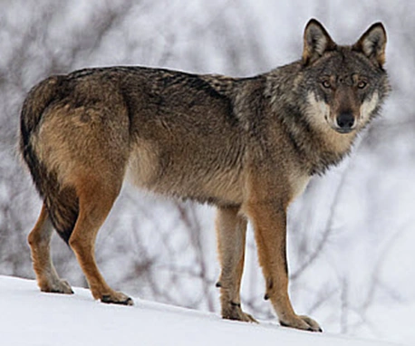 Chinese mountain gray wolf (SciiFii World) | Speculative Evolution Wiki ...