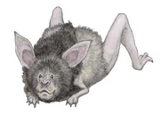 Big hopper | Speculative Evolution Wiki | Fandom