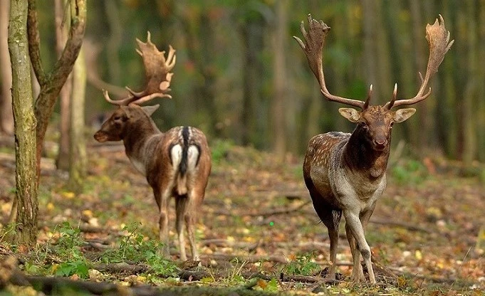 Triguan fallow deer | Speculative Evolution Wiki | Fandom