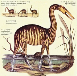 Reedstilt | Speculative Evolution Wiki | Fandom