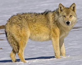 Chinese lowland gray wolf (SciiFii World) | Speculative Evolution Wiki ...