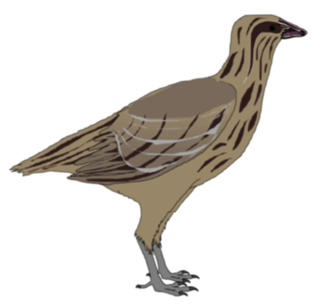Galliformes (Liera) | Speculative Evolution Wiki | Fandom