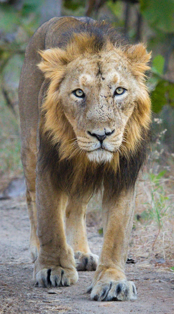 Eurasian Lion (New Pleistocene) | Speculative Evolution Wiki | Fandom