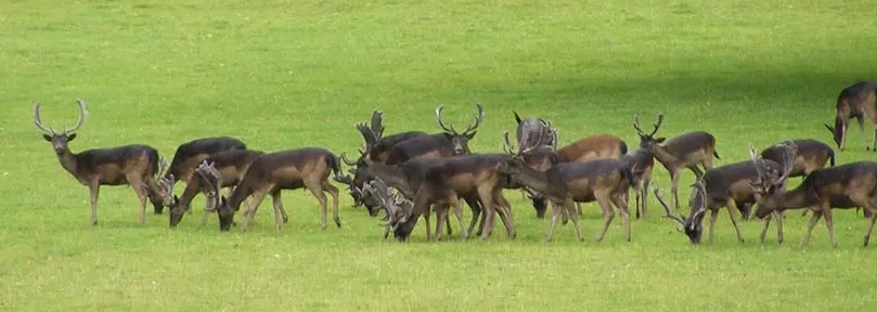 Triguan sika deer | Speculative Evolution Wiki | Fandom