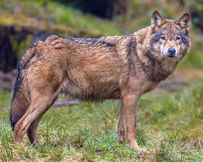 Monarch wolves | Speculative Evolution Wiki | Fandom